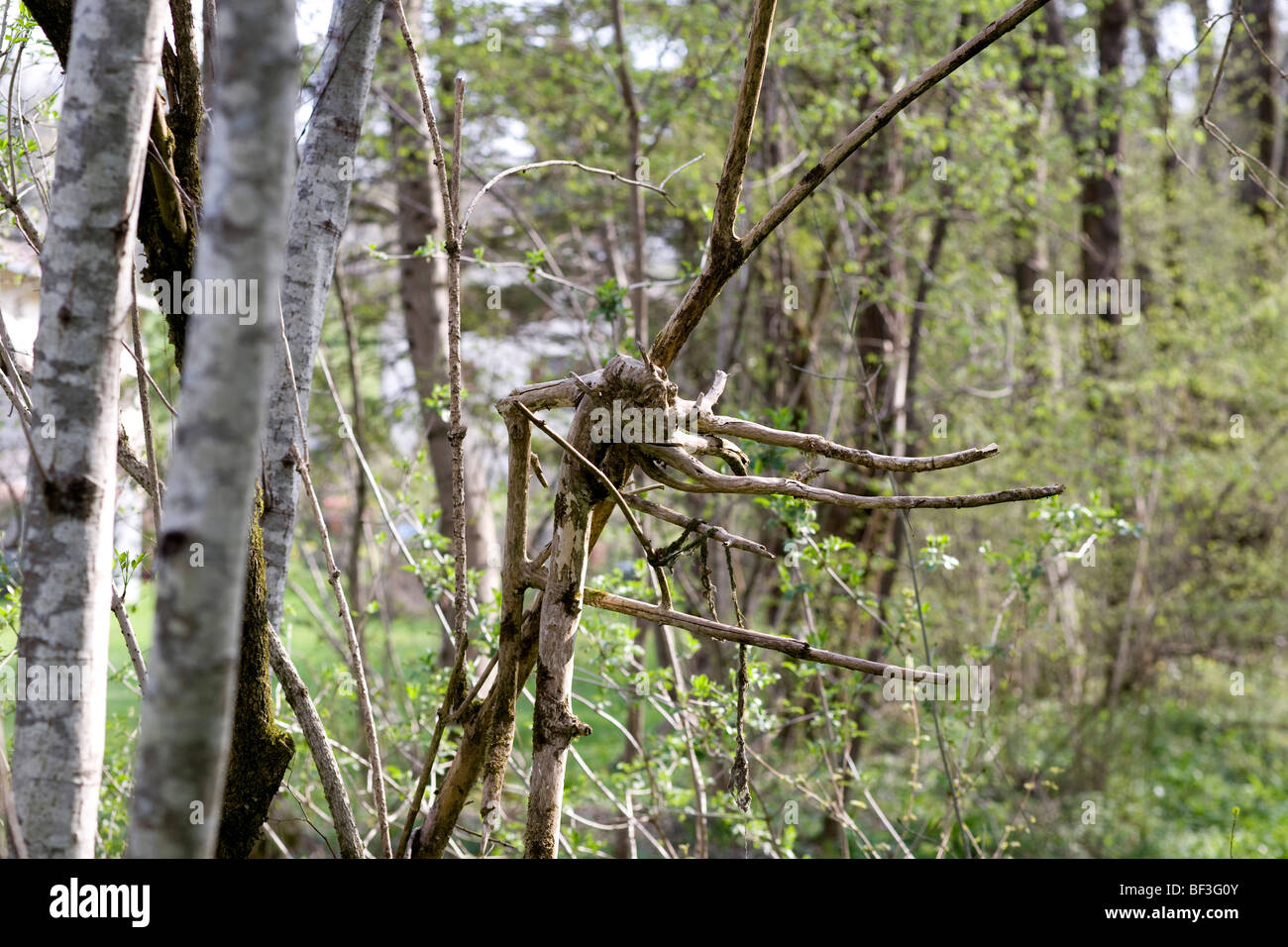 Brushwood branches hi-res stock photography and images - Alamy