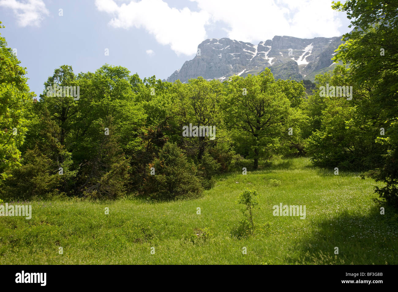 Species rich pastures hi-res stock photography and images - Alamy