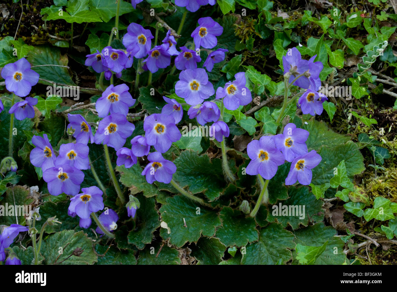 Ramonda serbica - a rare member of the Gesneria family - growing on ...