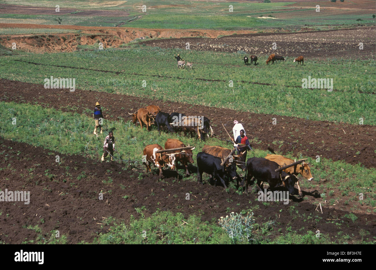 Lesotho farmers farming field Stock Photo - Alamy