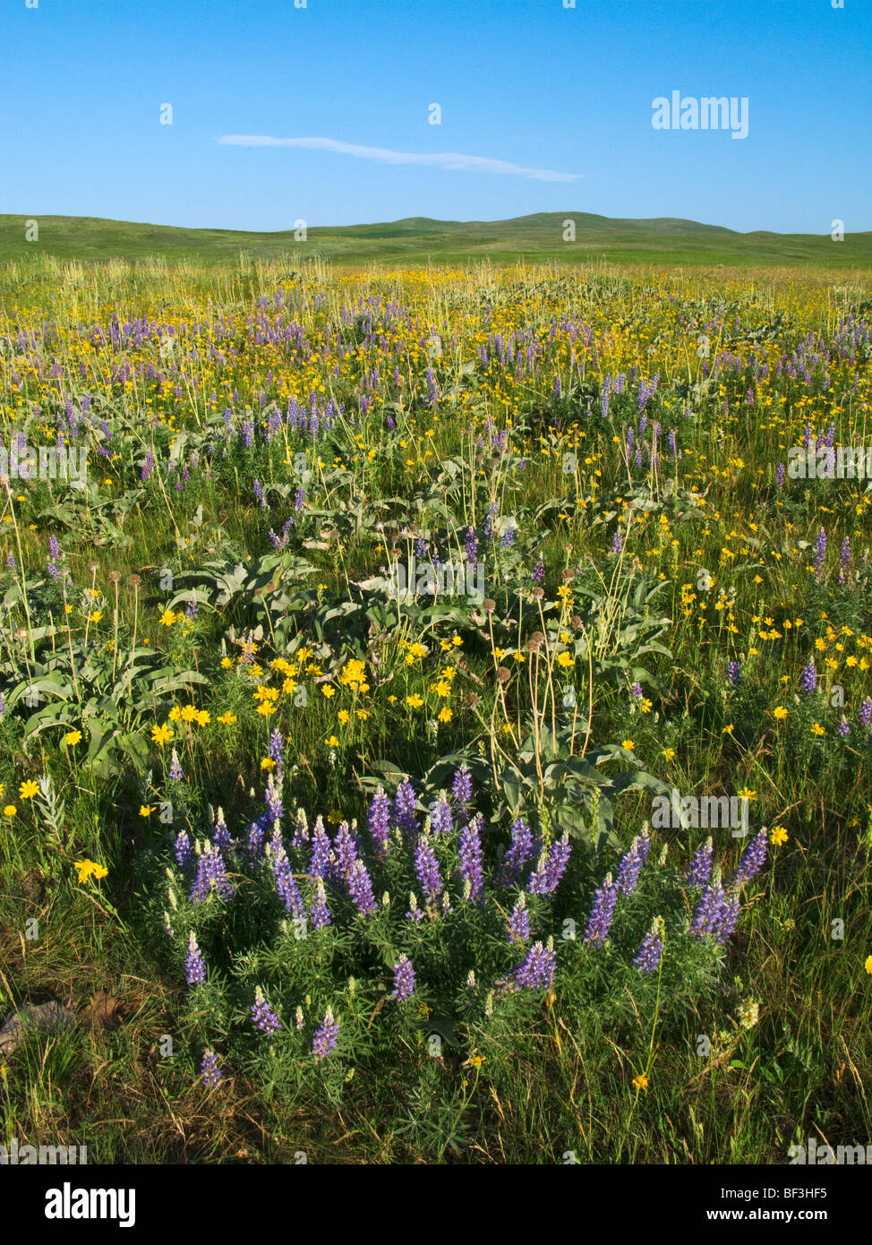 Healthy rangeland hi-res stock photography and images - Alamy