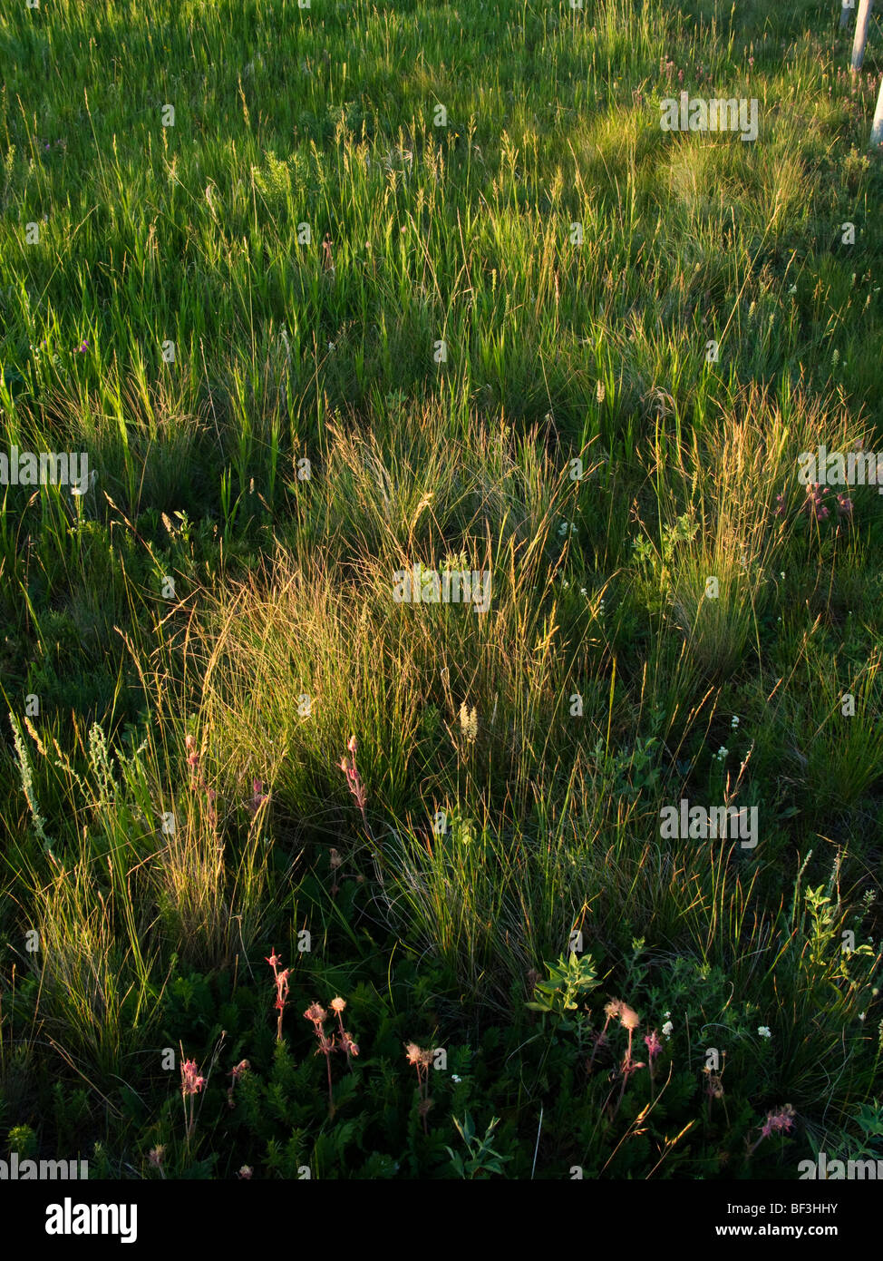 Forbs hi-res stock photography and images - Alamy