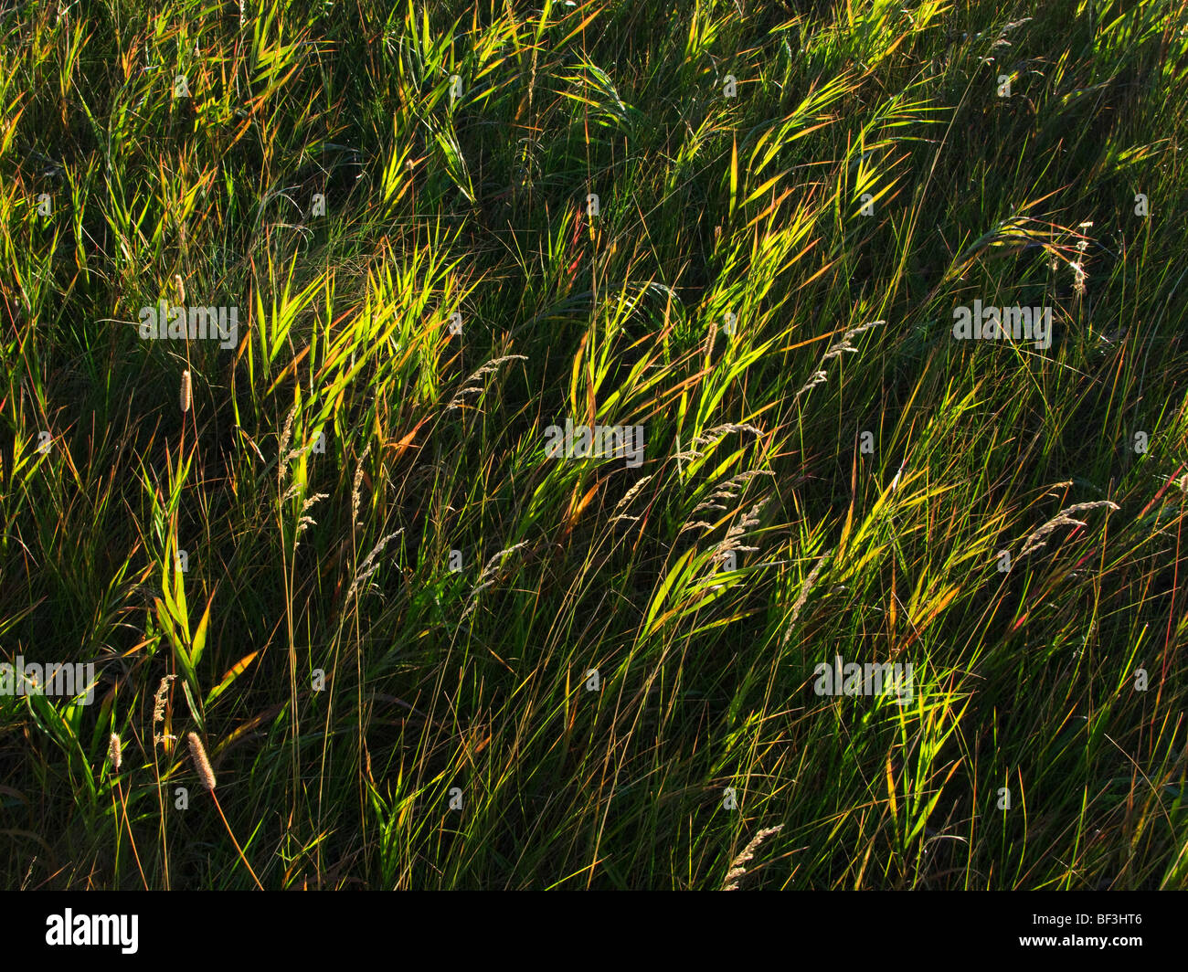 Different cattle hi-res stock photography and images - Alamy