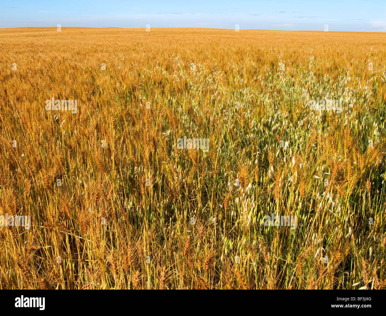 Oat Field High Resolution Stock Photography and Images - Alamy