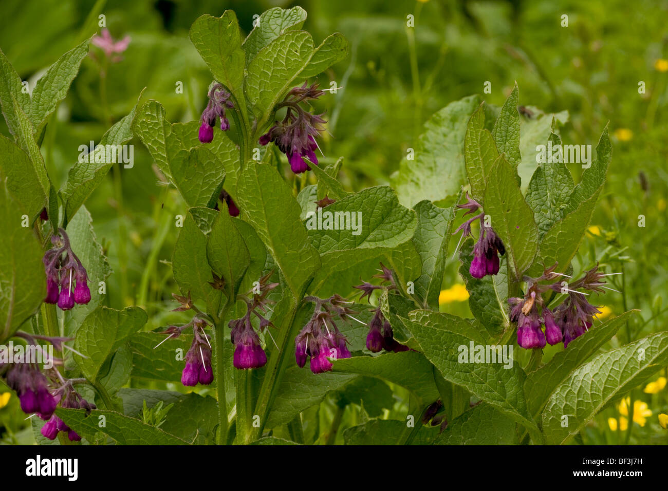 Common Comfrey, purple form; Symphytum officinale Stock Photo - Alamy