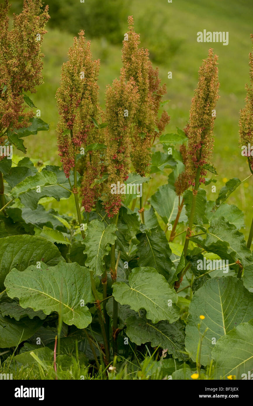 Rumex alpestris hi-res stock photography and images - Alamy