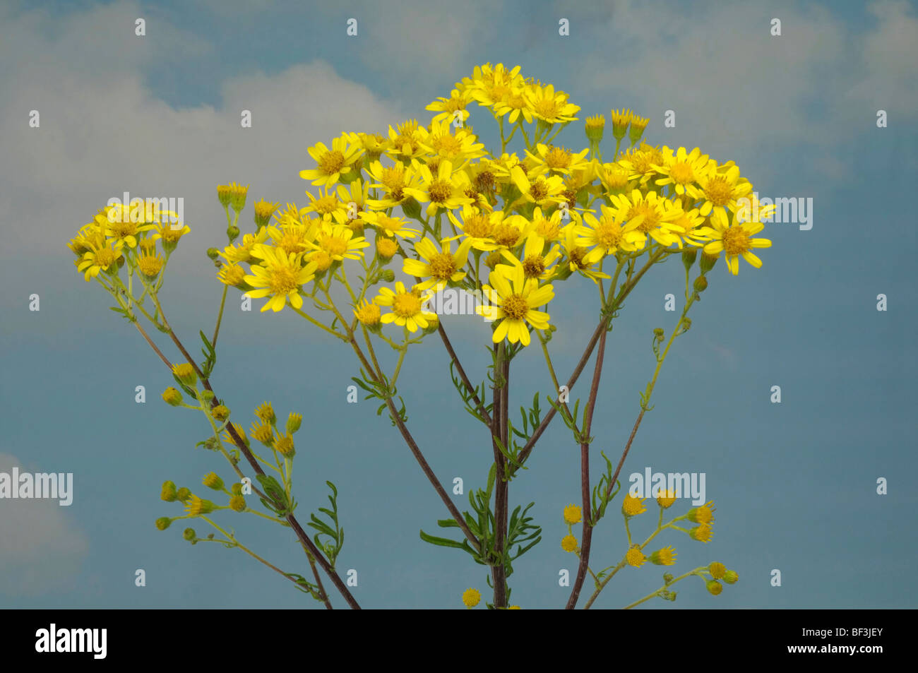 Common Ragwort, Jacobea, Staggerwort (Senecio jacobaea), flowering ...