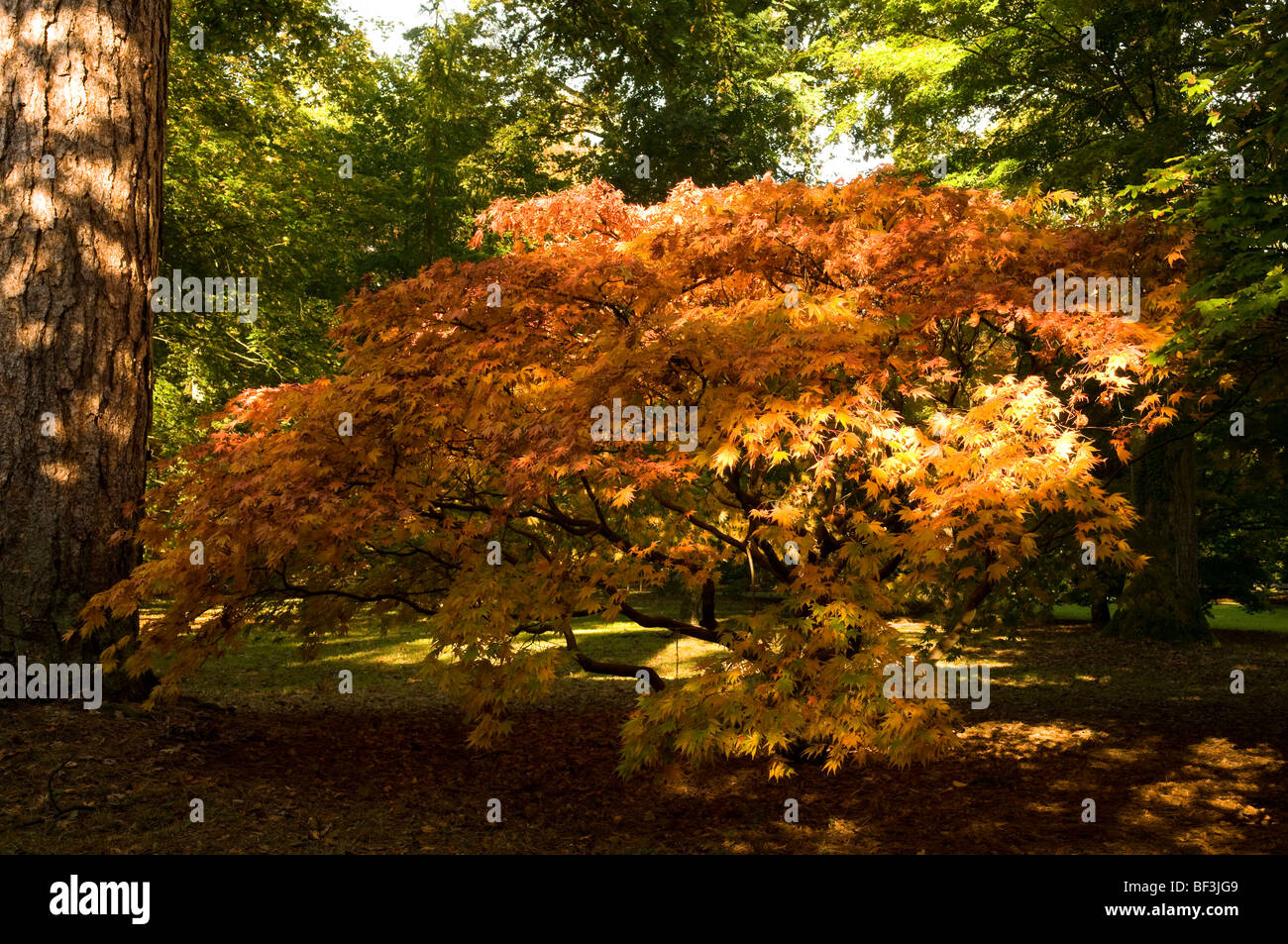 Westonbirt arboretum tetbury hi-res stock photography and images - Alamy