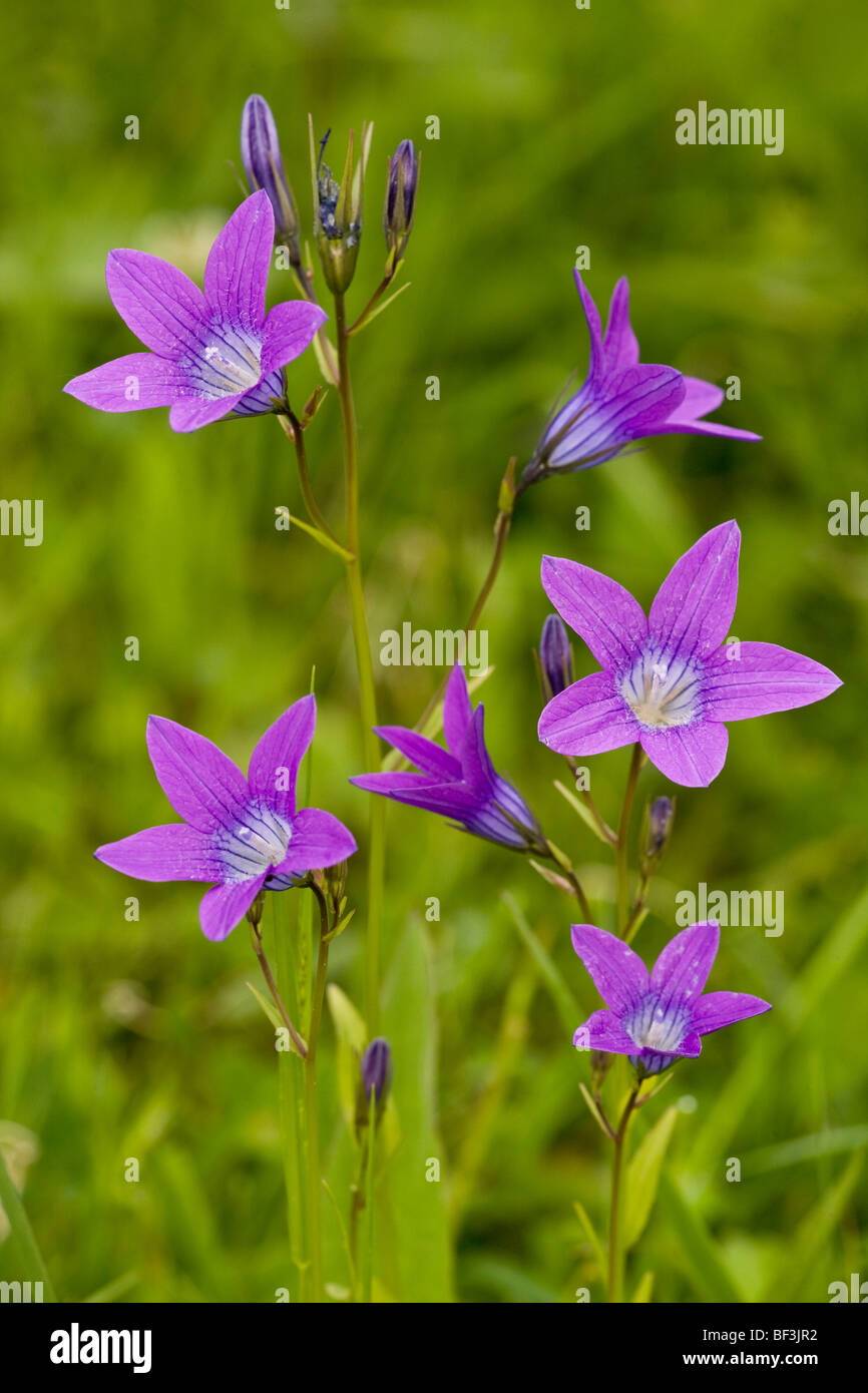 Spreading bellflower Campanula patula; rare plant in UK Stock Photo - Alamy