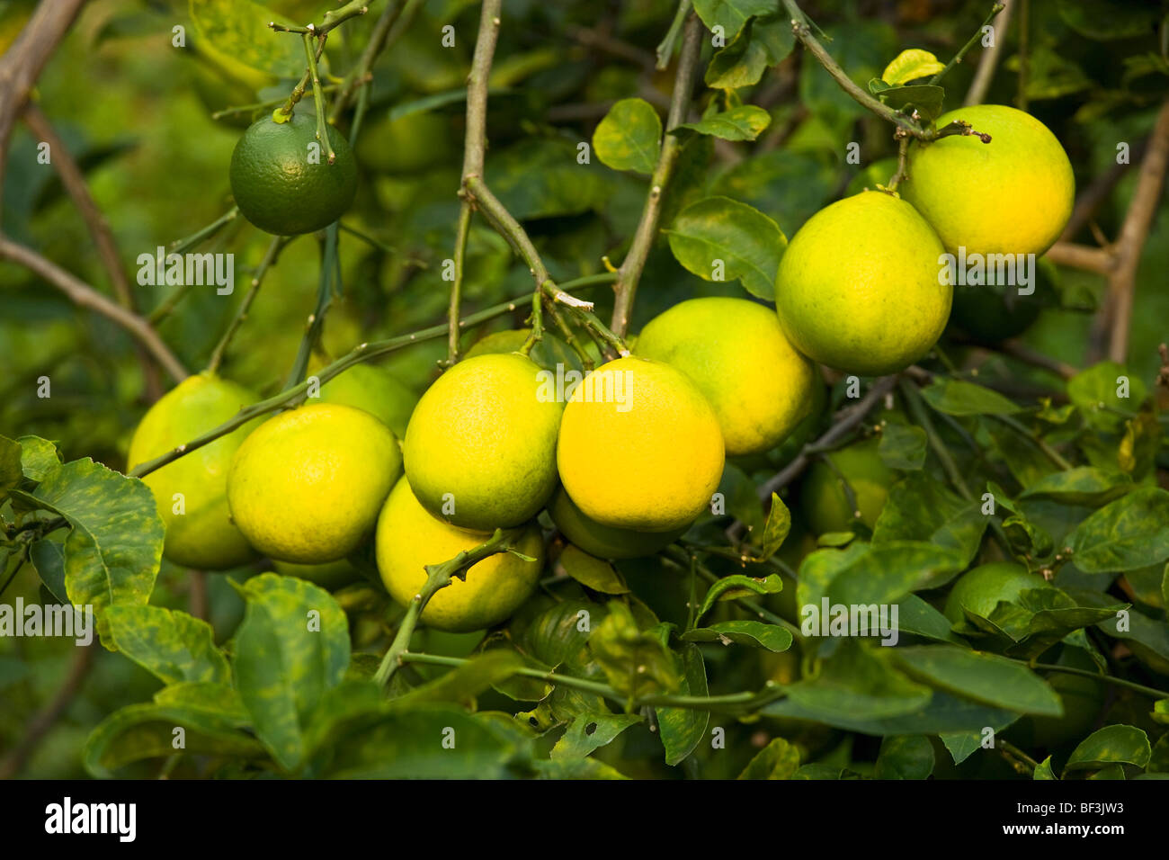 Meyer lemon tree hi-res stock photography and images - Alamy