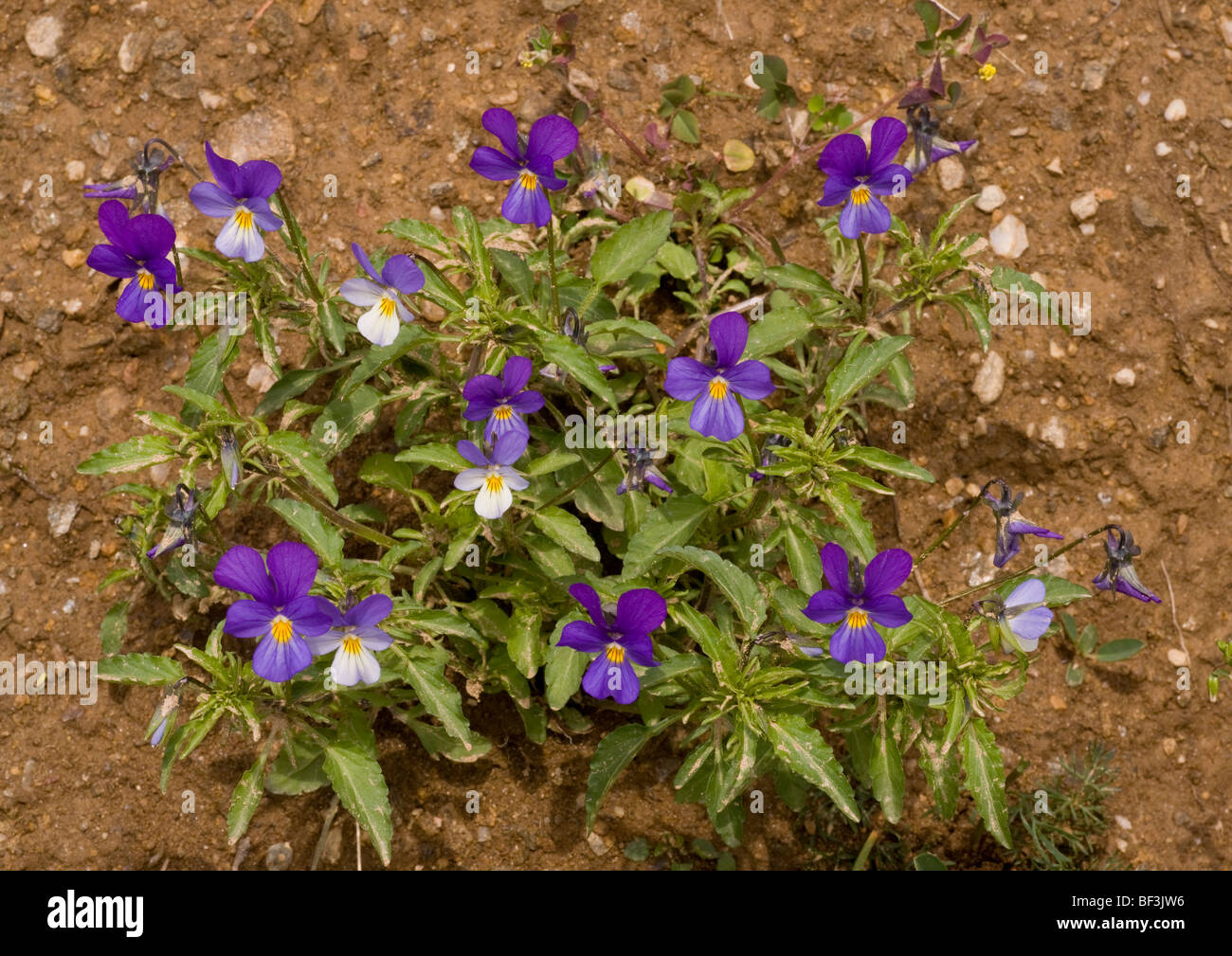 Wild Pansy Viola tricolor; attractive colour form Stock Photo - Alamy