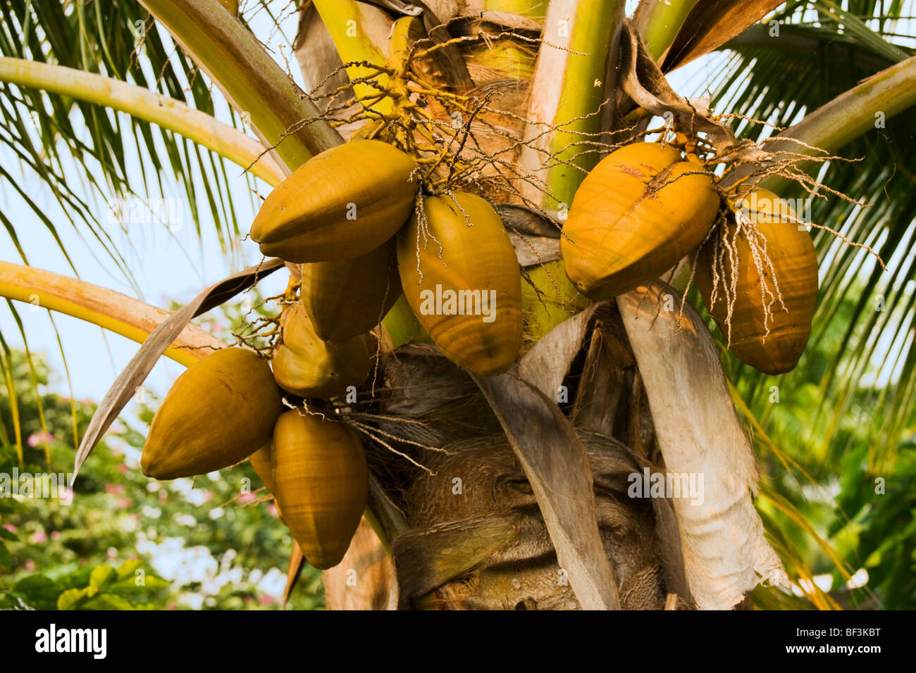 Agriculture - Mature coconuts (Cocos nucifera) on a coconut palm tree ...