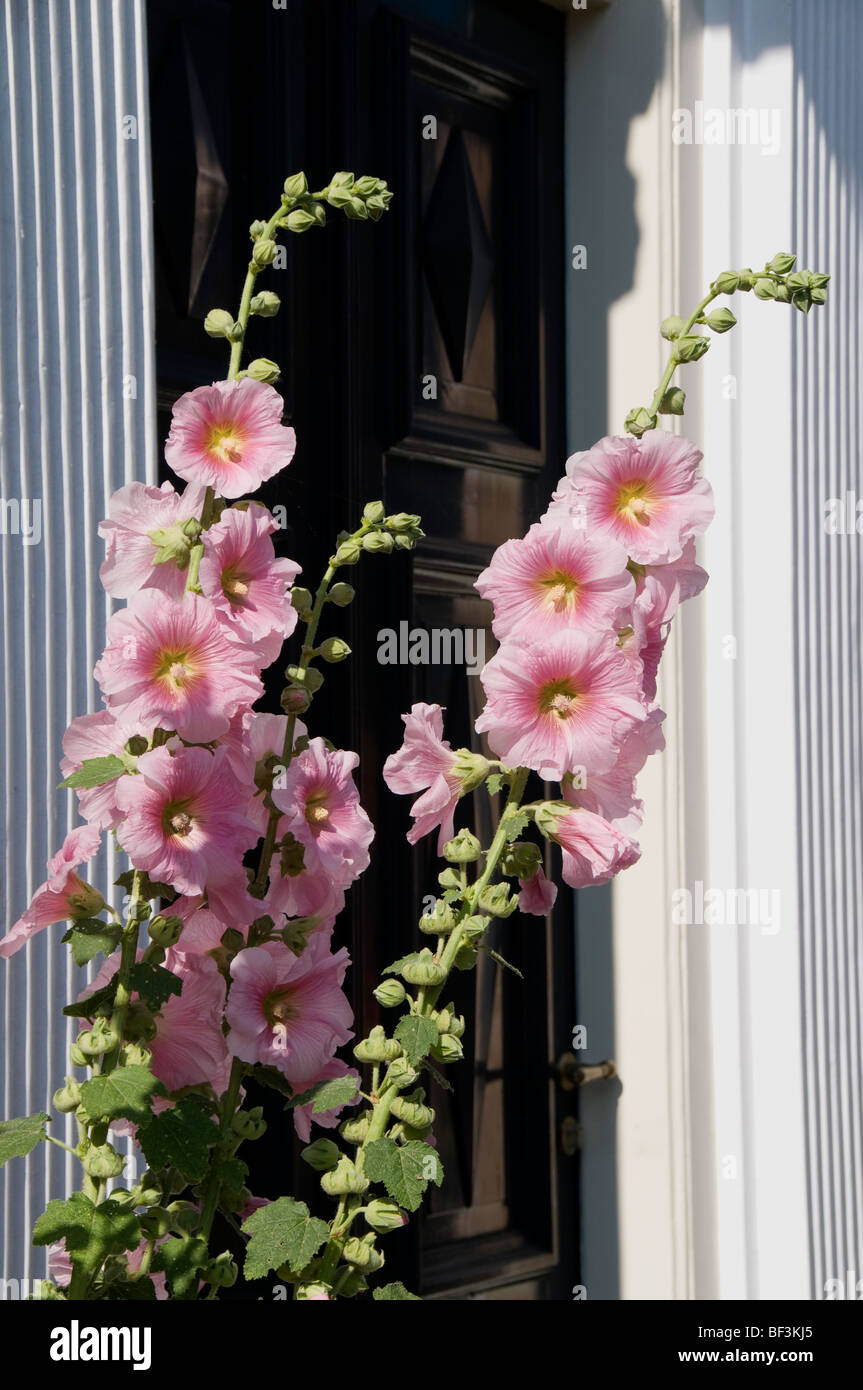Harlingen Friesland hollyhock rose roses flower Netherlands Stock Photo ...