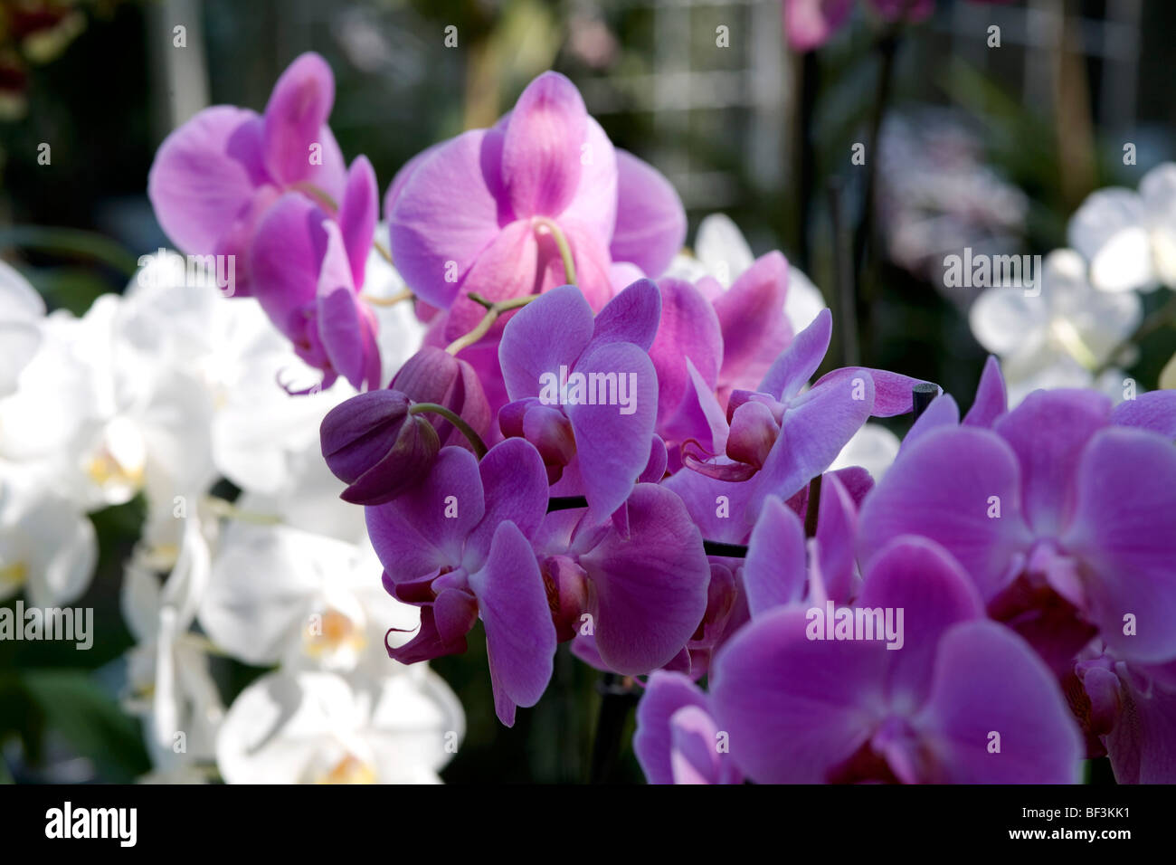Orchids of the world hi-res stock photography and images - Alamy
