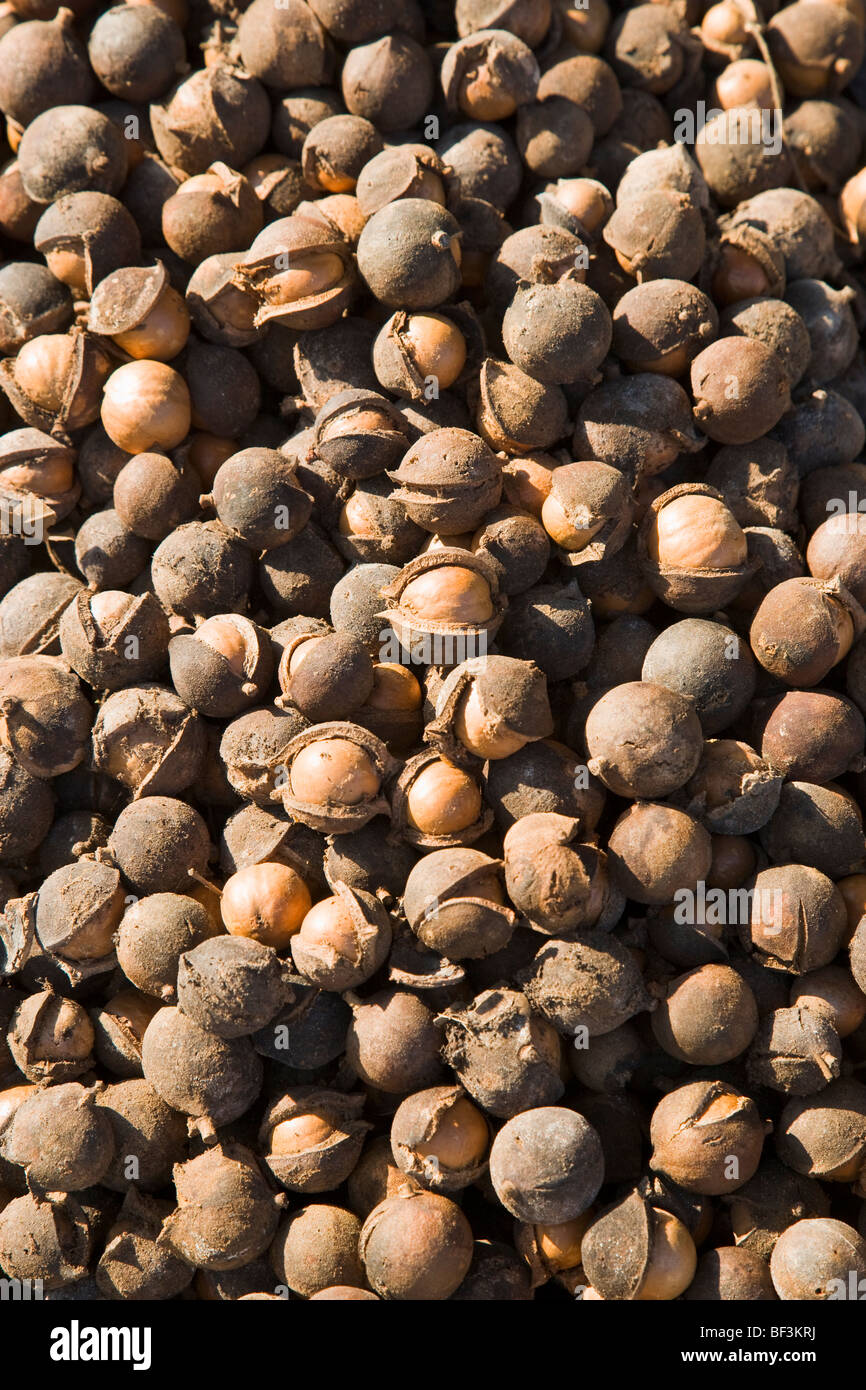 Husk Husks High Resolution Stock Photography and Images - Alamy