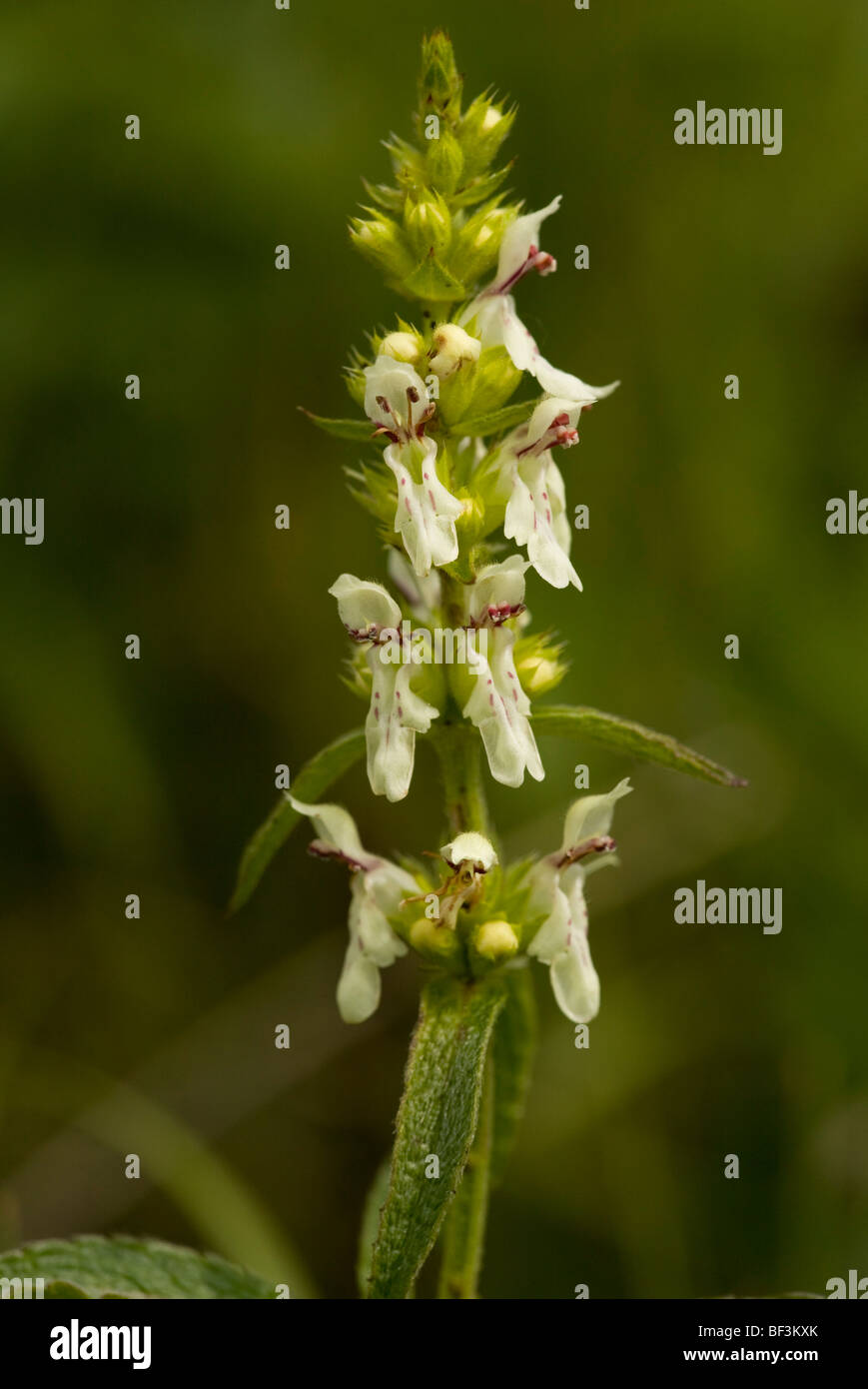 Yellow Woundwort Stachys recta in flower Stock Photo - Alamy