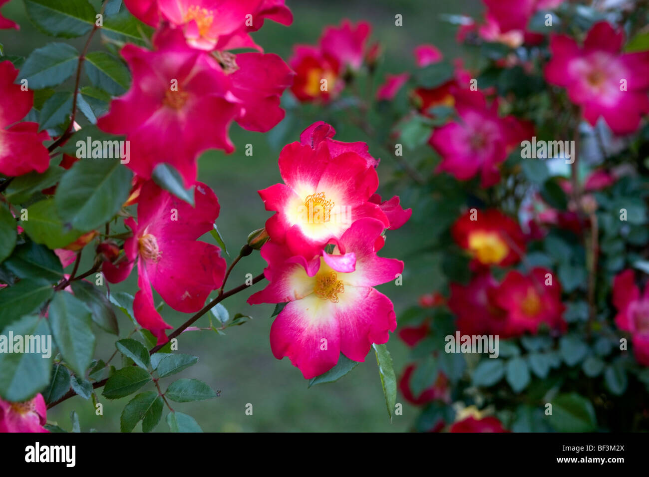 Rambling roses hi-res stock photography and images - Alamy