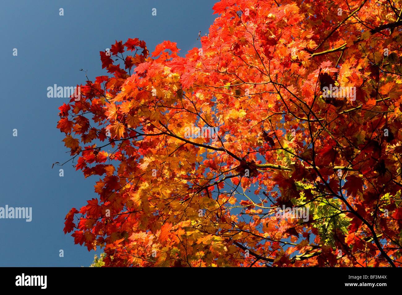 Full moon japanese maple hi-res stock photography and images - Alamy