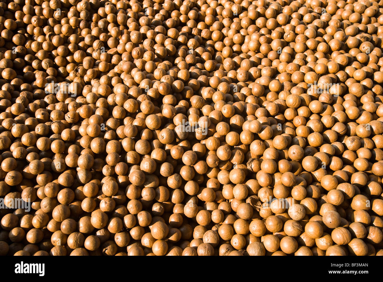 Macadamia nut with shell hi-res stock photography and images - Alamy