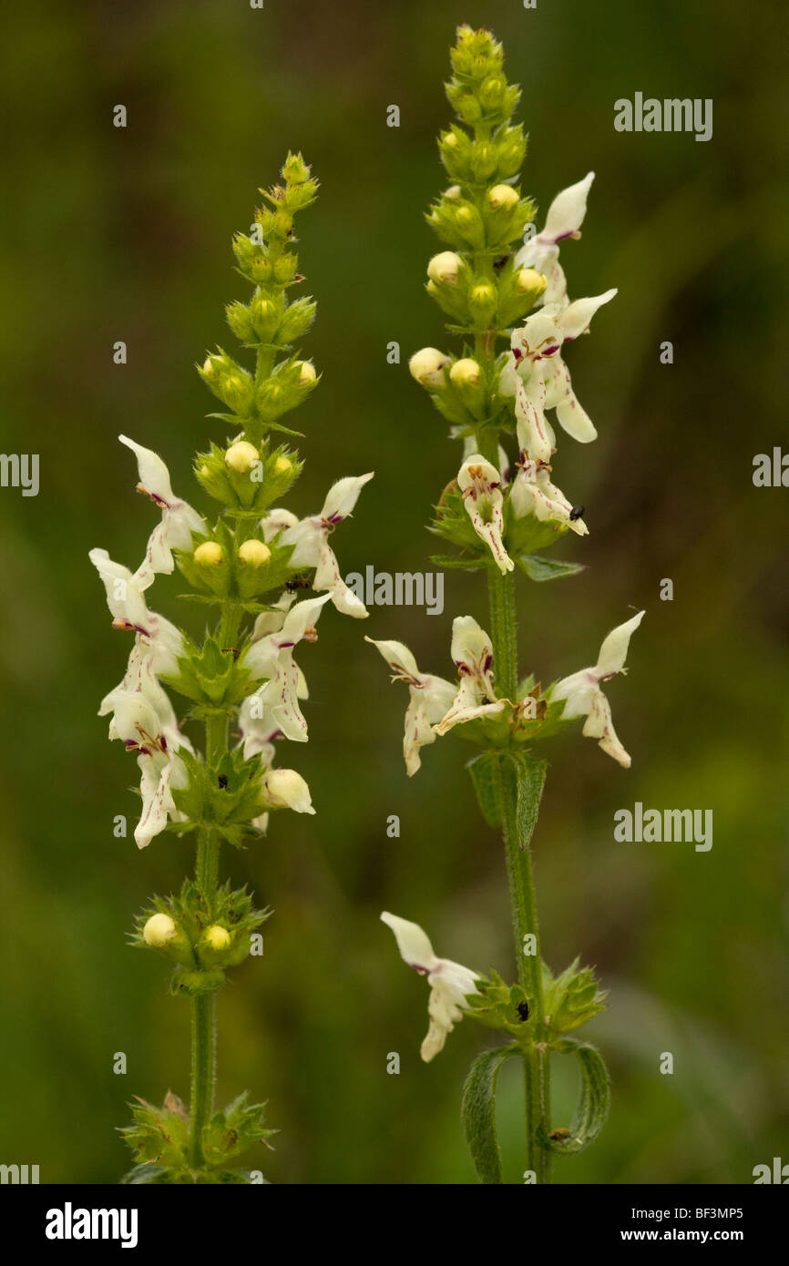 Yellow Woundwort Stachys recta in flower Stock Photo - Alamy