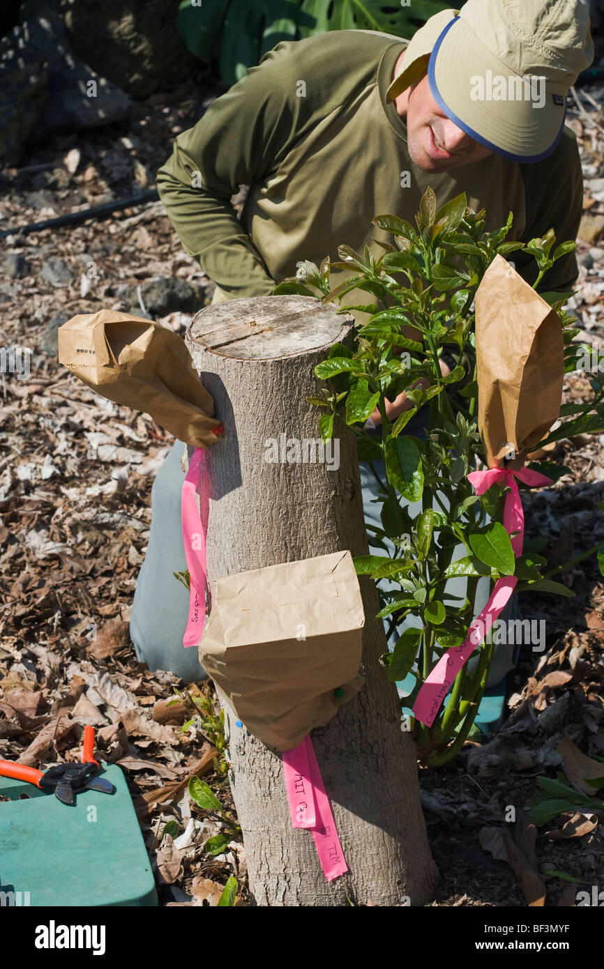 A field technician grafts multiple hybrid cultivars to a large avocado ...