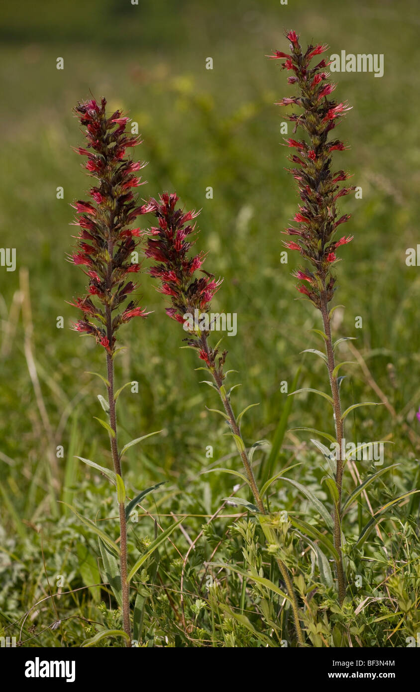 Wildflowers transylvania transylvanian hi-res stock photography and ...