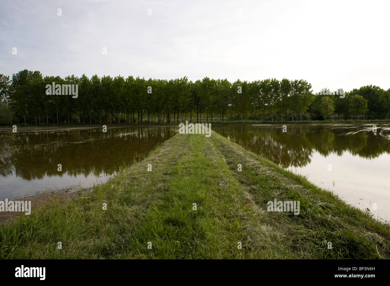 rice field near Mortara Italy Stock Photo - Alamy
