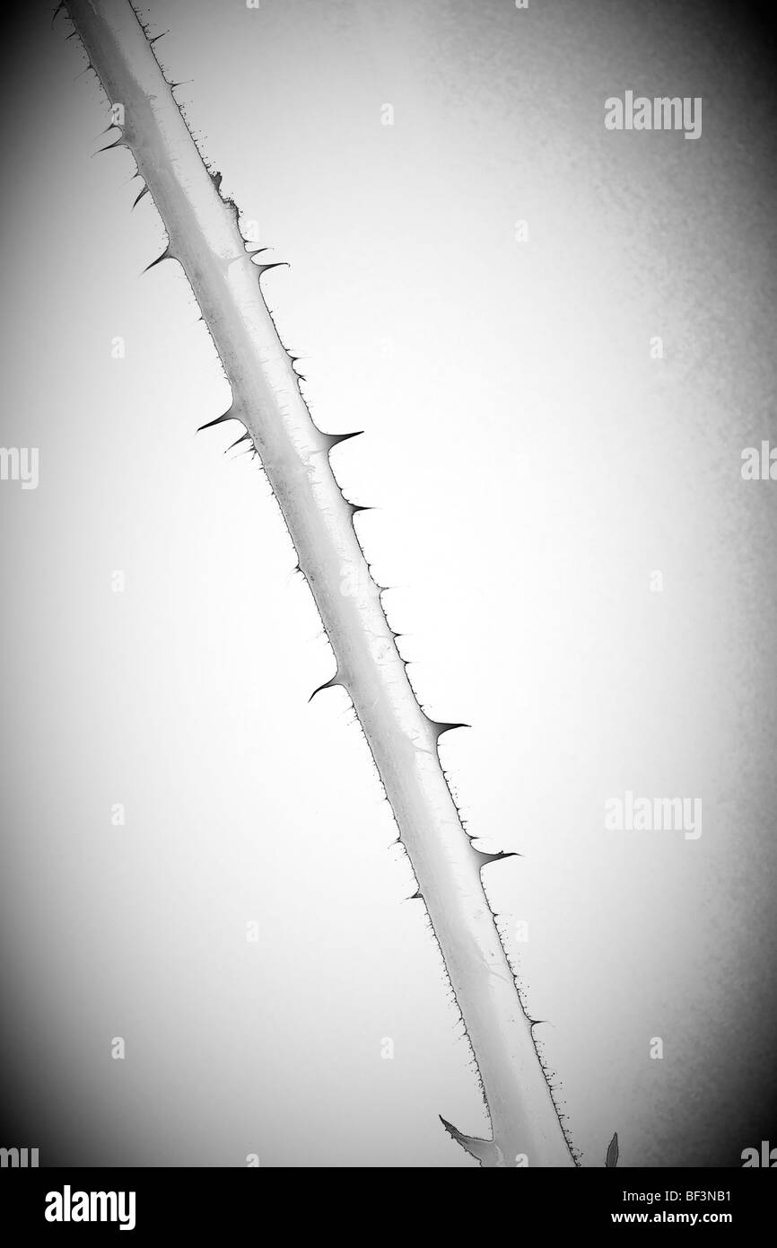 White leaf on wooden Black and White Stock Photos & Images - Alamy