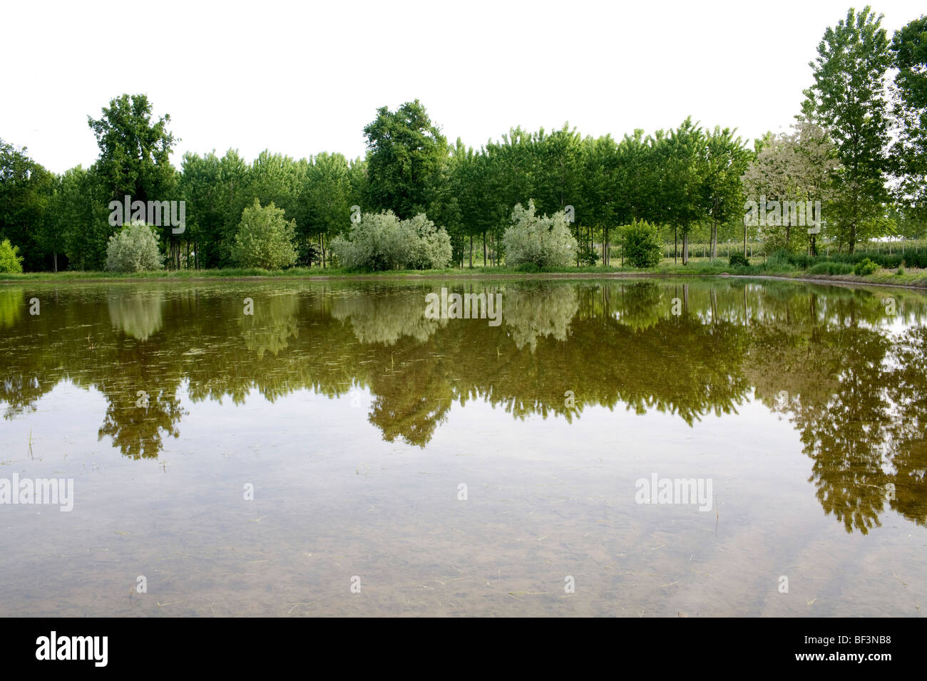 rice field near Mortara Italy Stock Photo - Alamy