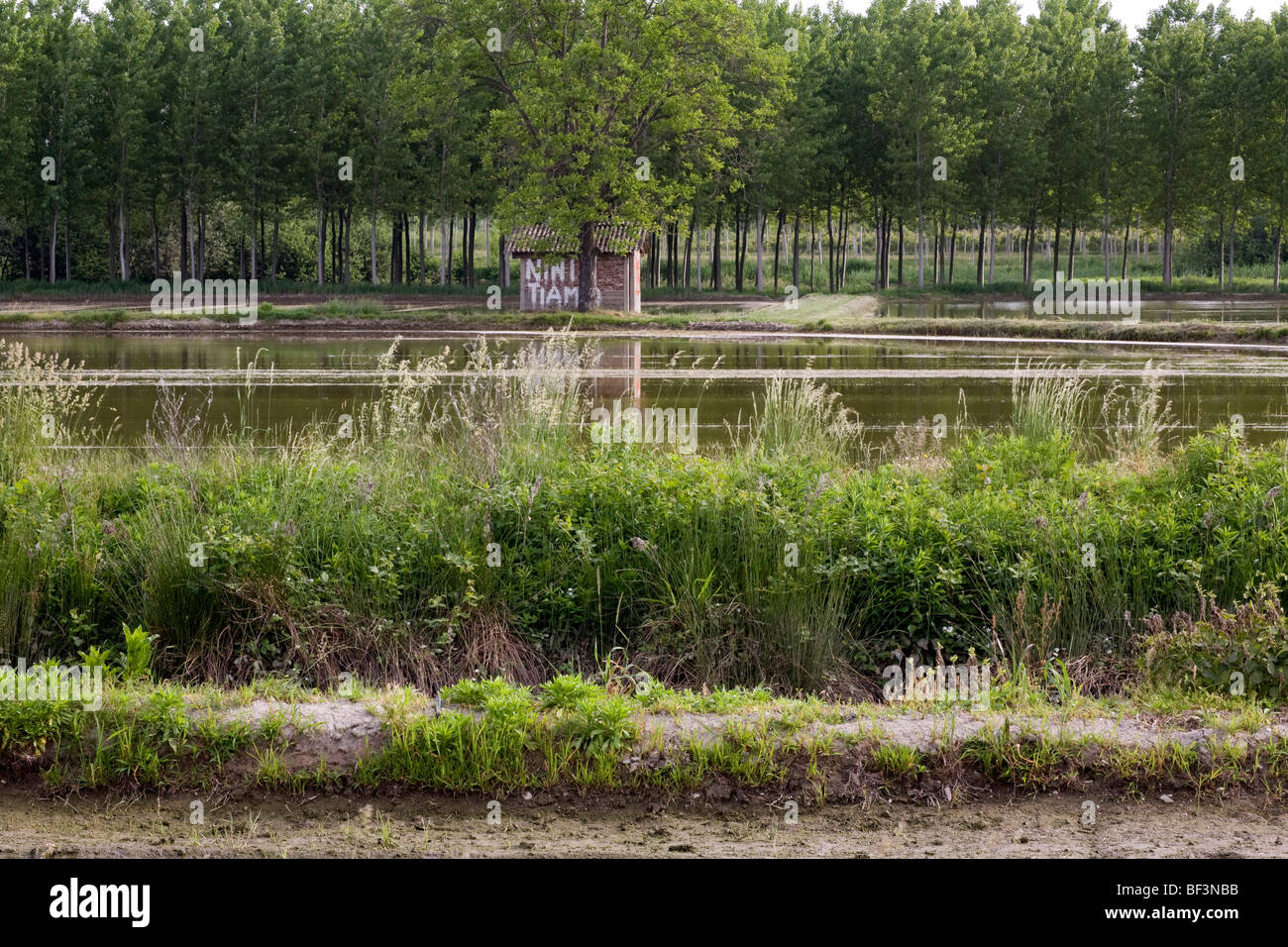 rice field near Mortara Italy Stock Photo - Alamy