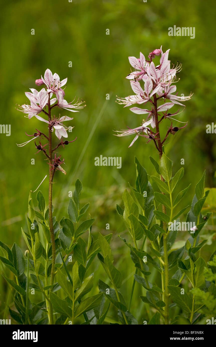 Burning bush Dictamnus albus in flower Stock Photo - Alamy