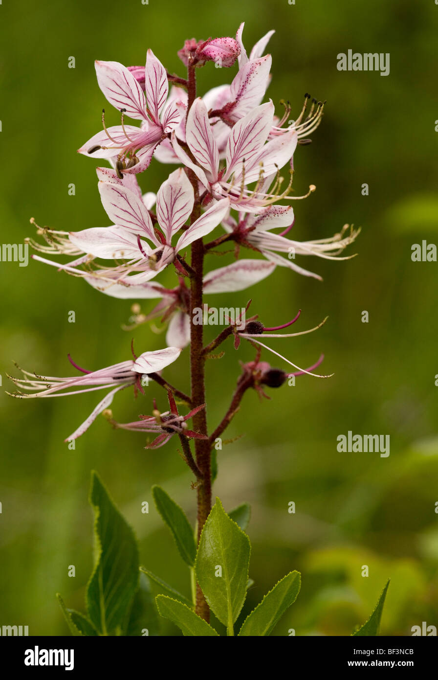 Dictamnus flower hi-res stock photography and images - Alamy