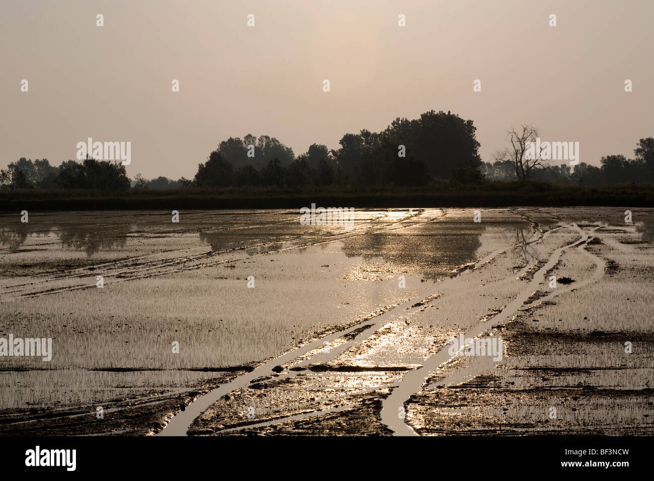 rice field near Mortara Italy Stock Photo - Alamy