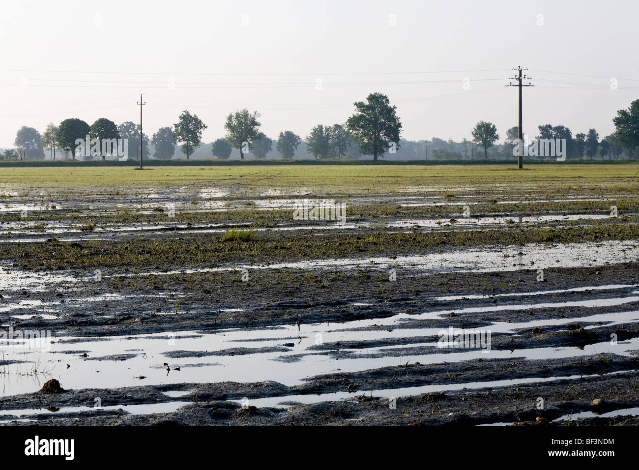 rice field near Mortara Italy Stock Photo - Alamy