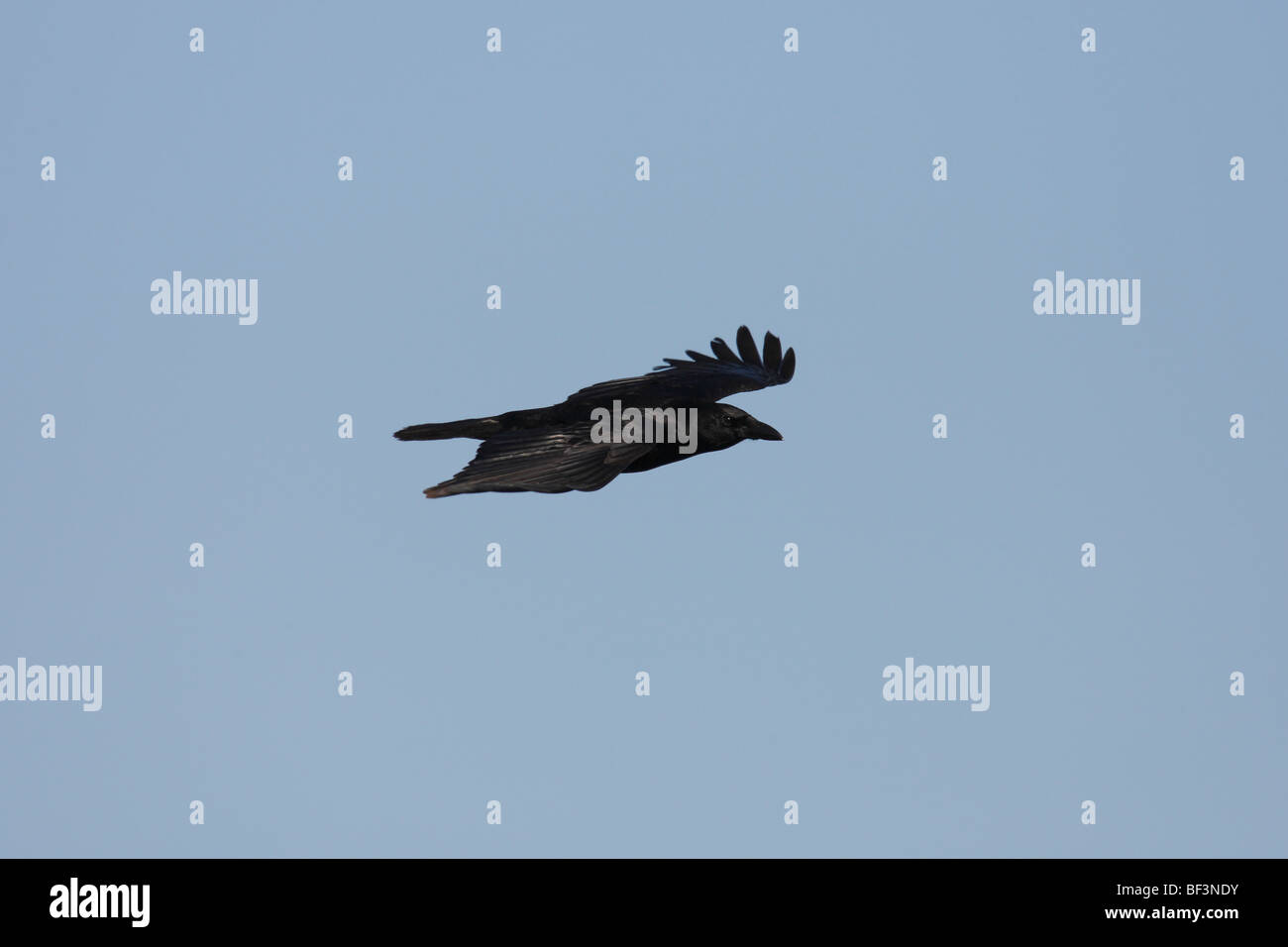 Fish Crow (Corvus ossifragus), in flight in clear blue sky Stock Photo ...