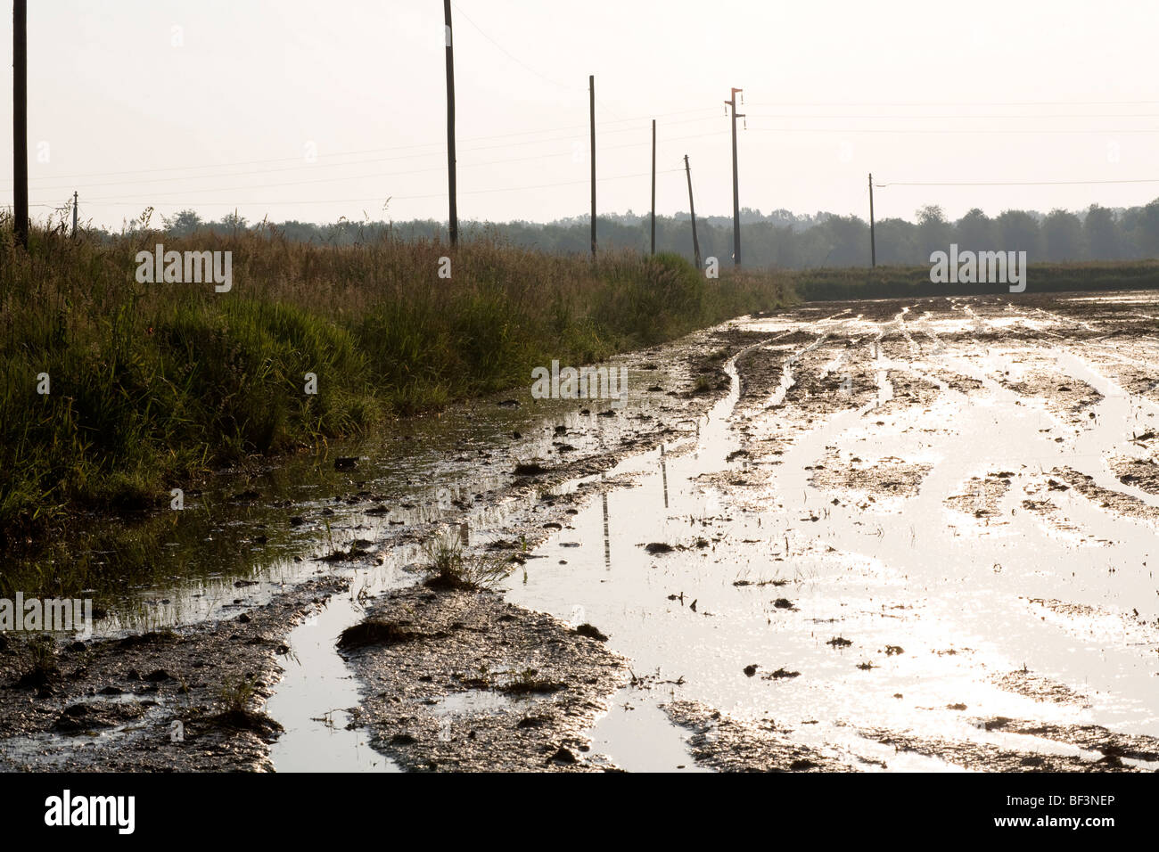 rice field near Mortara Italy Stock Photo - Alamy