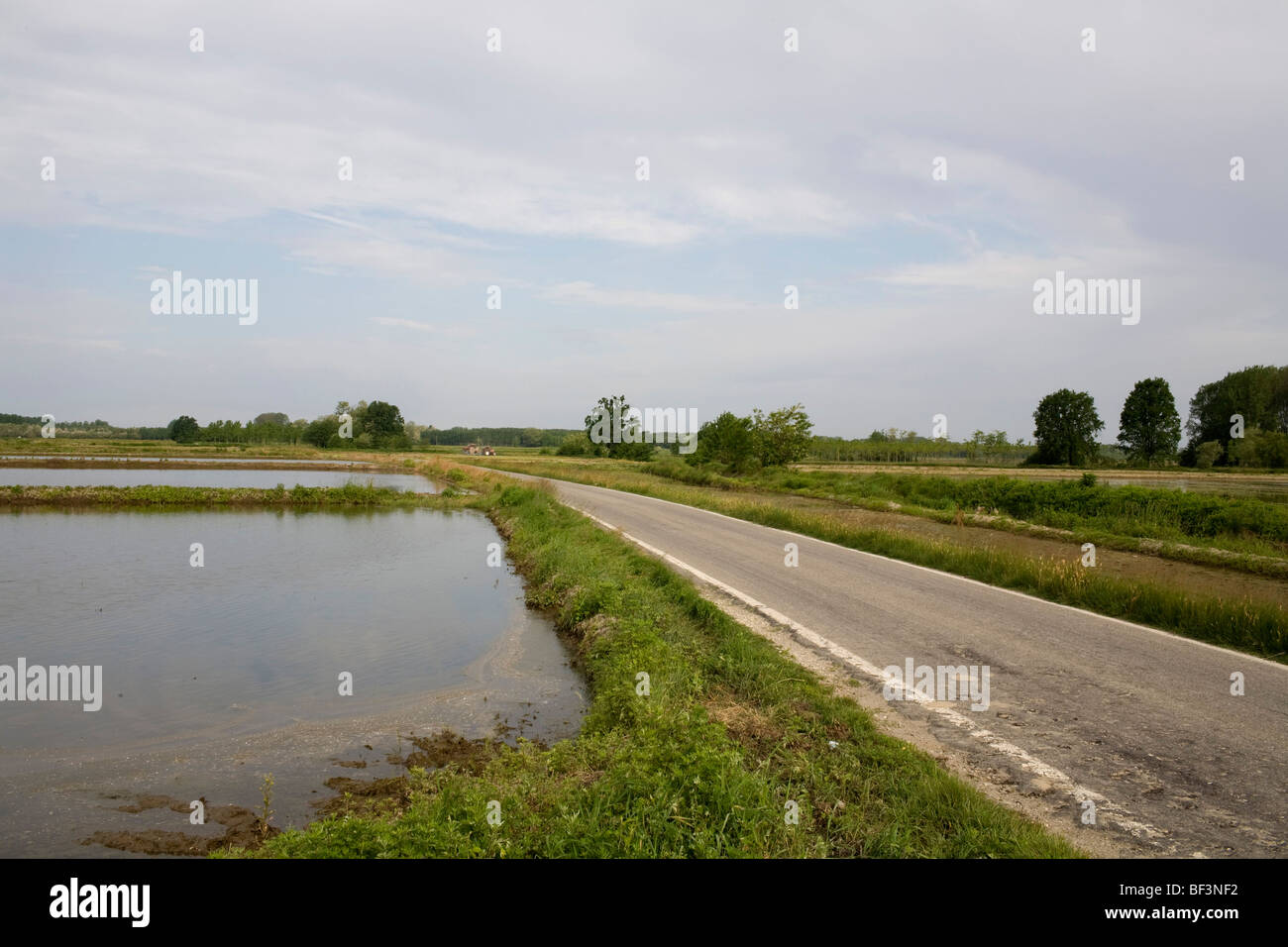 Country road between rice fields near Mortara Italy Stock Photo - Alamy