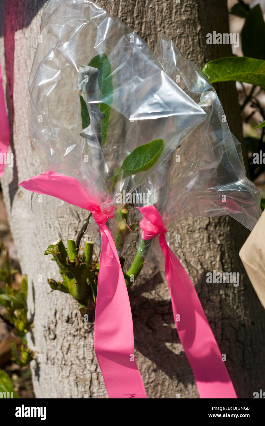 One of several hybrid cultivar grafts to a large avocado tree stump ...