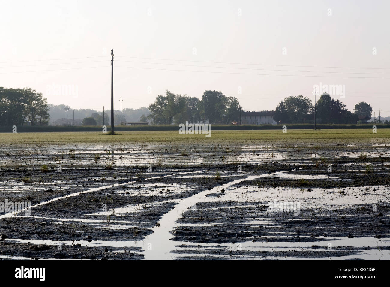 rice field near Mortara Italy Stock Photo - Alamy