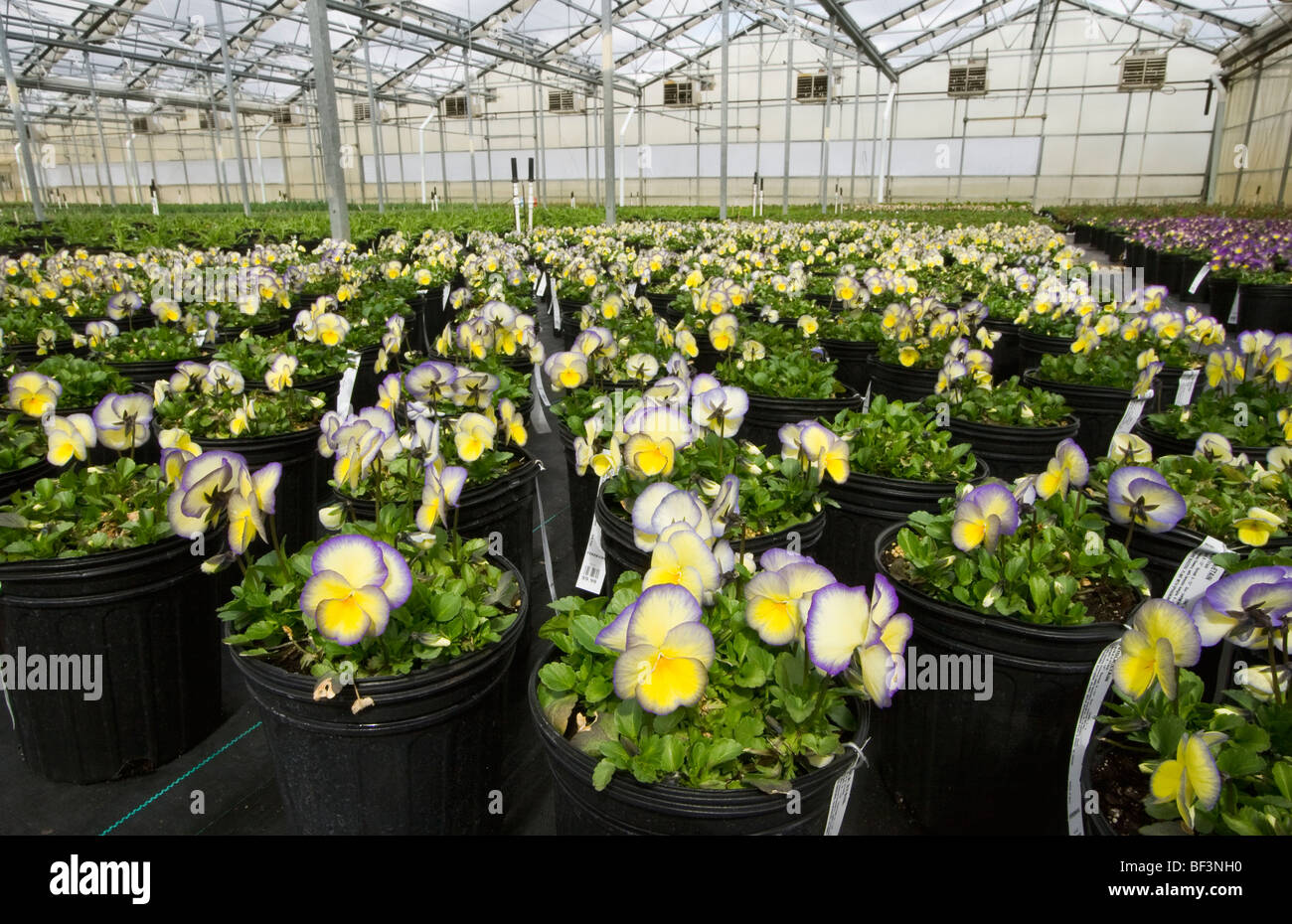 Commercial plant nursery night hi-res stock photography and images - Alamy