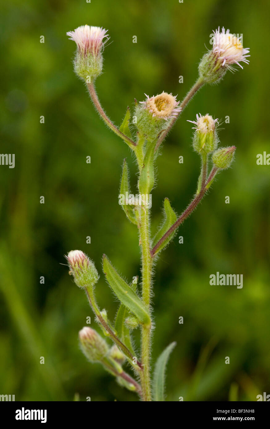 Blue Fleabane Erigeron acer in flower, limestone grassland Stock Photo ...