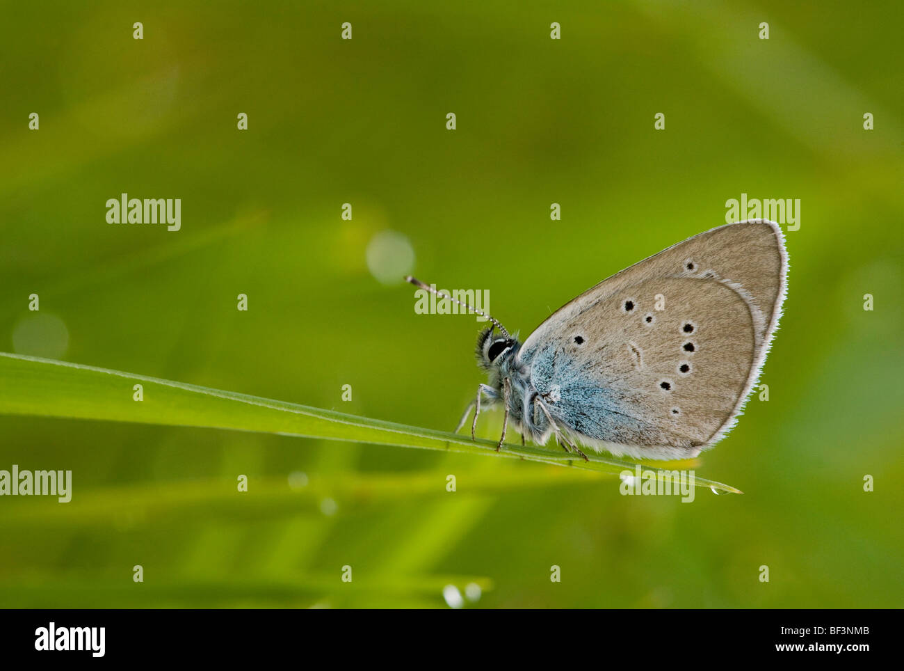 Mazarine Blue Cyaniris semiargus roosting after rain Stock Photo - Alamy