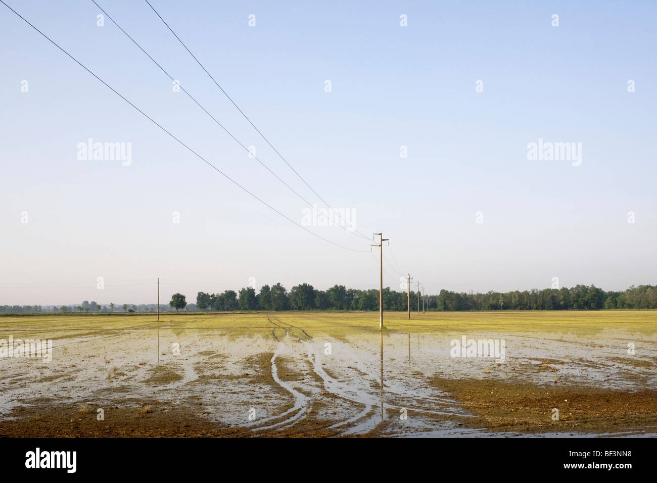 rice field near Mortara Italy Stock Photo - Alamy