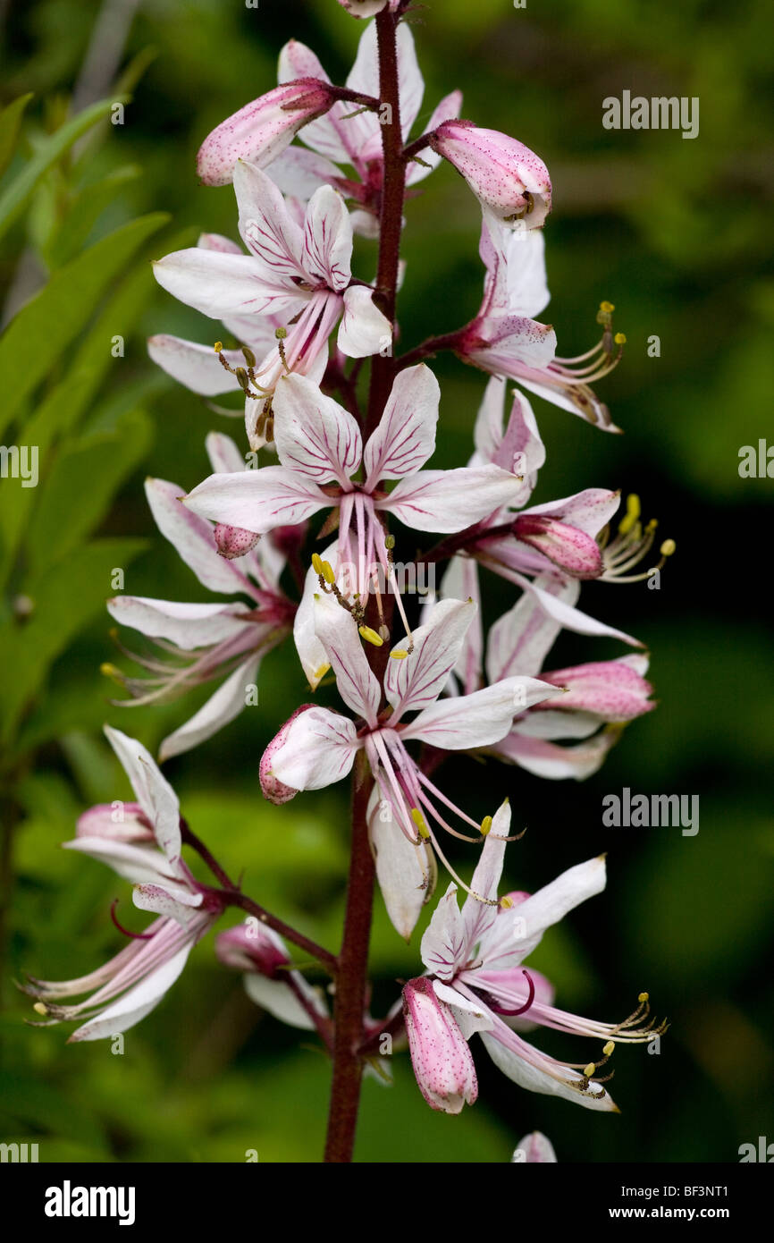 Burning bush Dictamnus albus in flower Stock Photo - Alamy