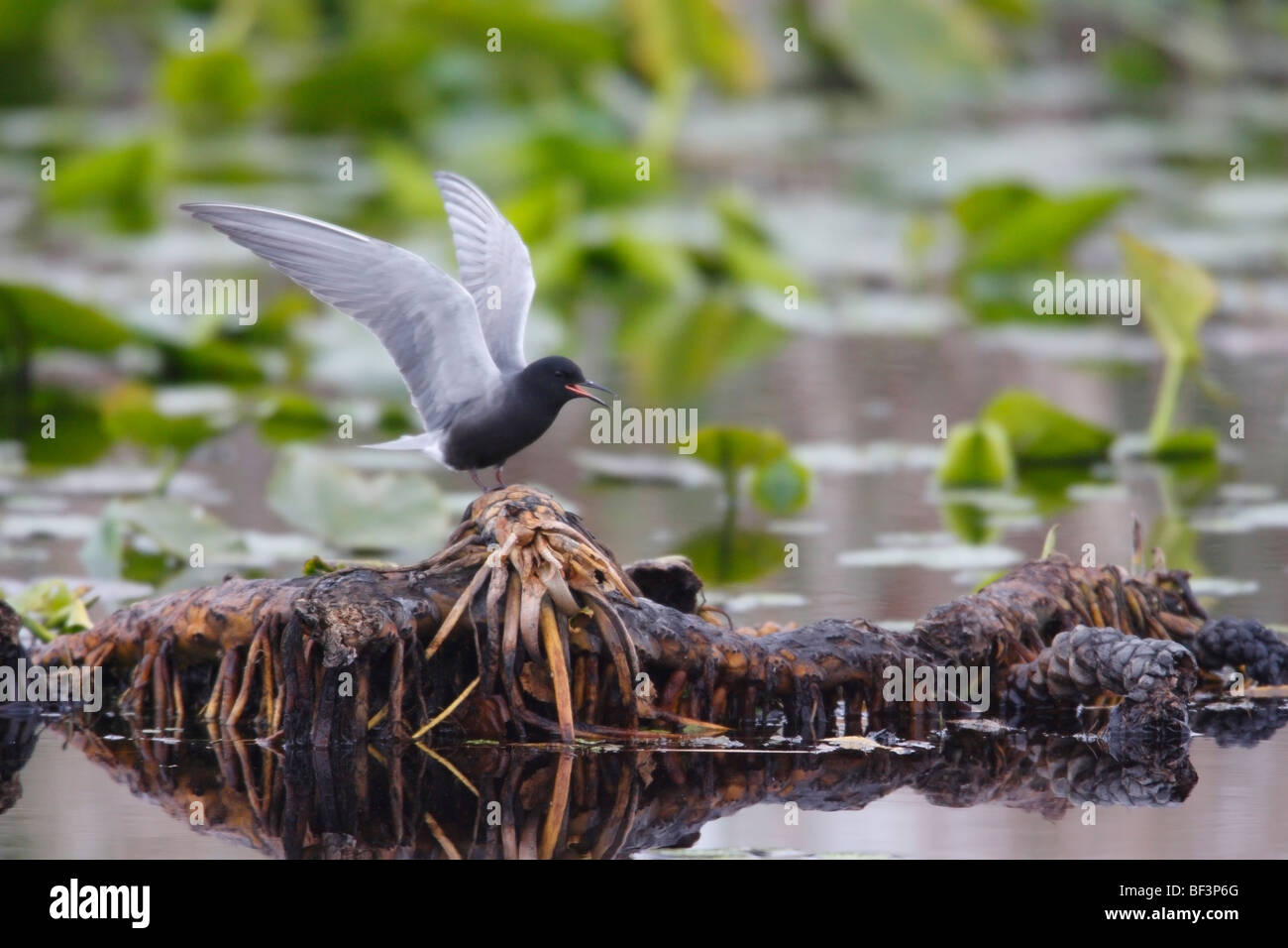 Black Tern (Chlidonias niger surinamensis), in breeding plumage resting ...