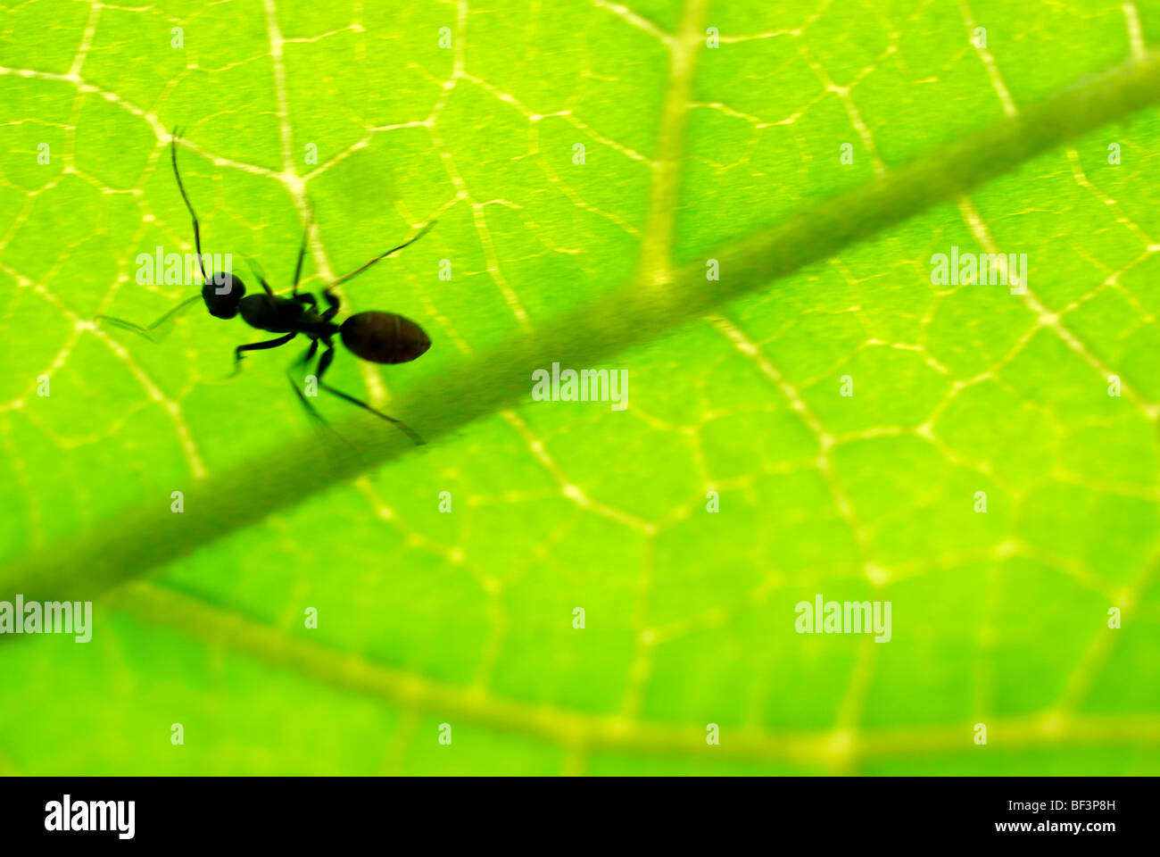 Ant, mulberry leaf, green leaf, mulberry, veins, leaf veins, green ...