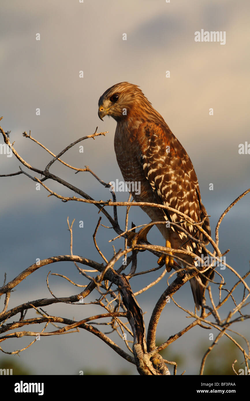 Red Shouldered Hawk Stock Photo - Alamy