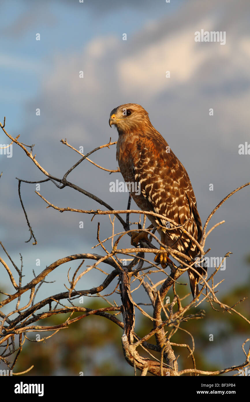 Red shouldered hawk hi-res stock photography and images - Alamy