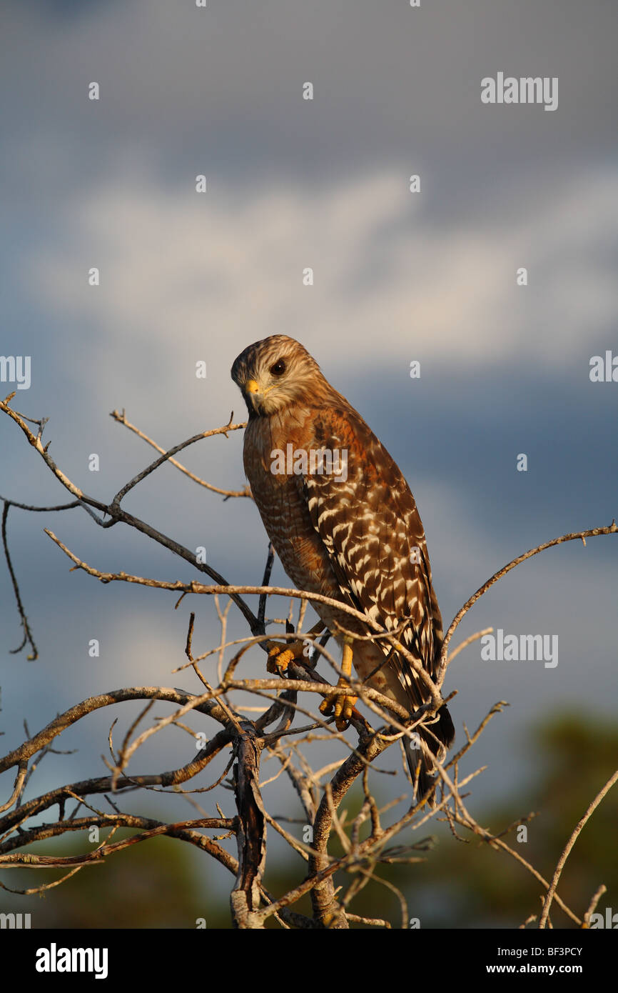 Red shouldered hawk hi-res stock photography and images - Alamy