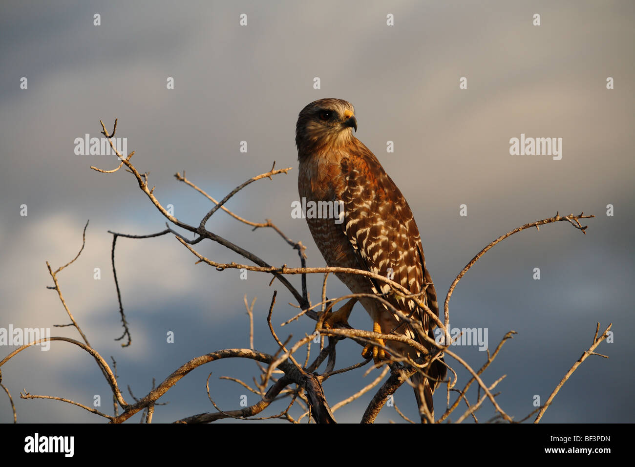 Red Shouldered Hawk Stock Photo - Alamy